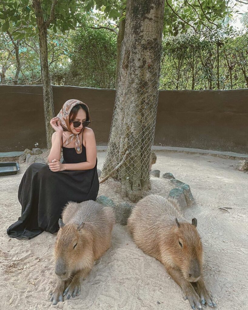 Alpaca Hill Is An Alpaca Farm With New Zealand Vibes 3H From Bangkok