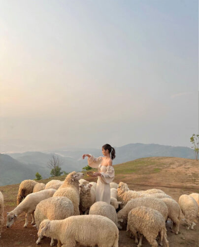 Akha Farmville Sheep Cafe In Chiang Rai Reminds Us Of New Zealand