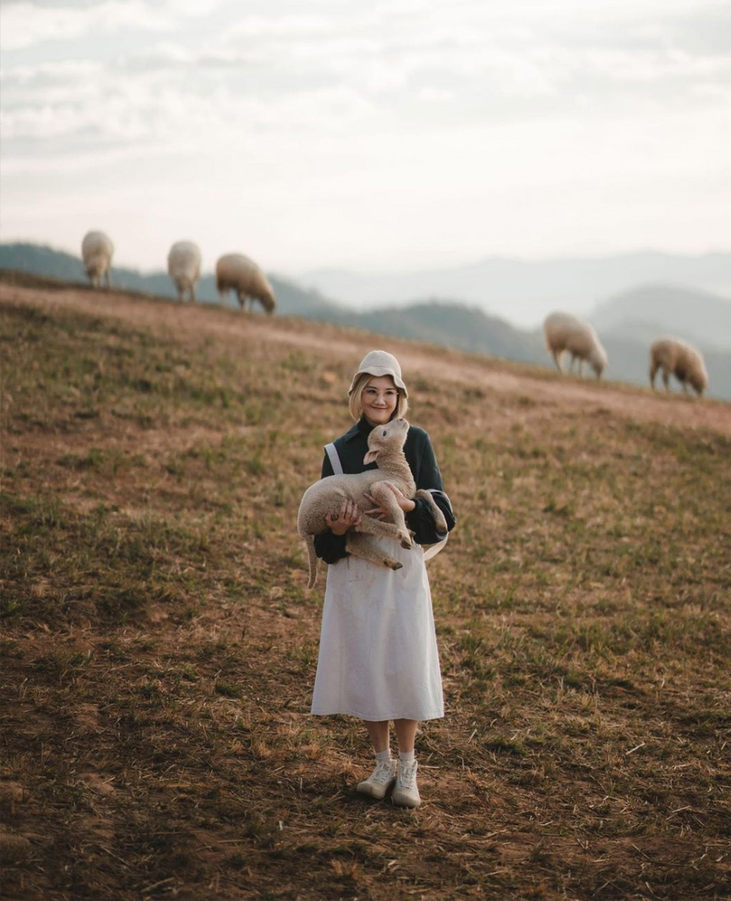 Akha Farmville Sheep Cafe In Chiang Rai Reminds Us Of New Zealand