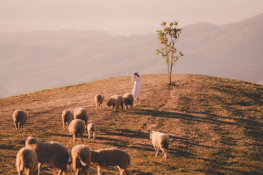 Akha Farmville Sheep Cafe In Chiang Rai Reminds Us Of New Zealand