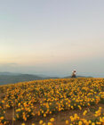 Ying Yong Flower Garden, Chiang Mai: Recreate Dreamy K-Drama Photos