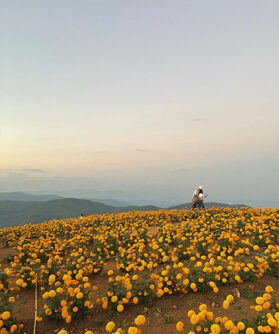 Ying Yong Flower Garden, Chiang Mai: Recreate Dreamy K-Drama Photos
