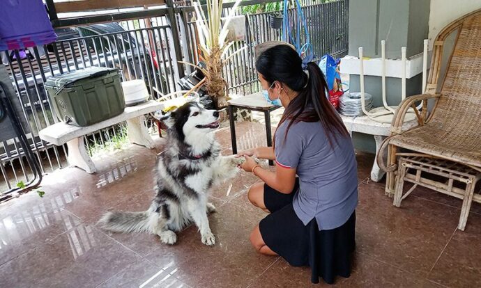 Thai Man Returns To Car, Finds Unknown Husky Chillin' In The Front Seat