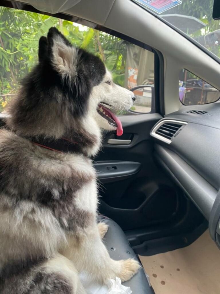 Thai Man Returns To Car, Finds Unknown Husky Chillin' In The Front Seat