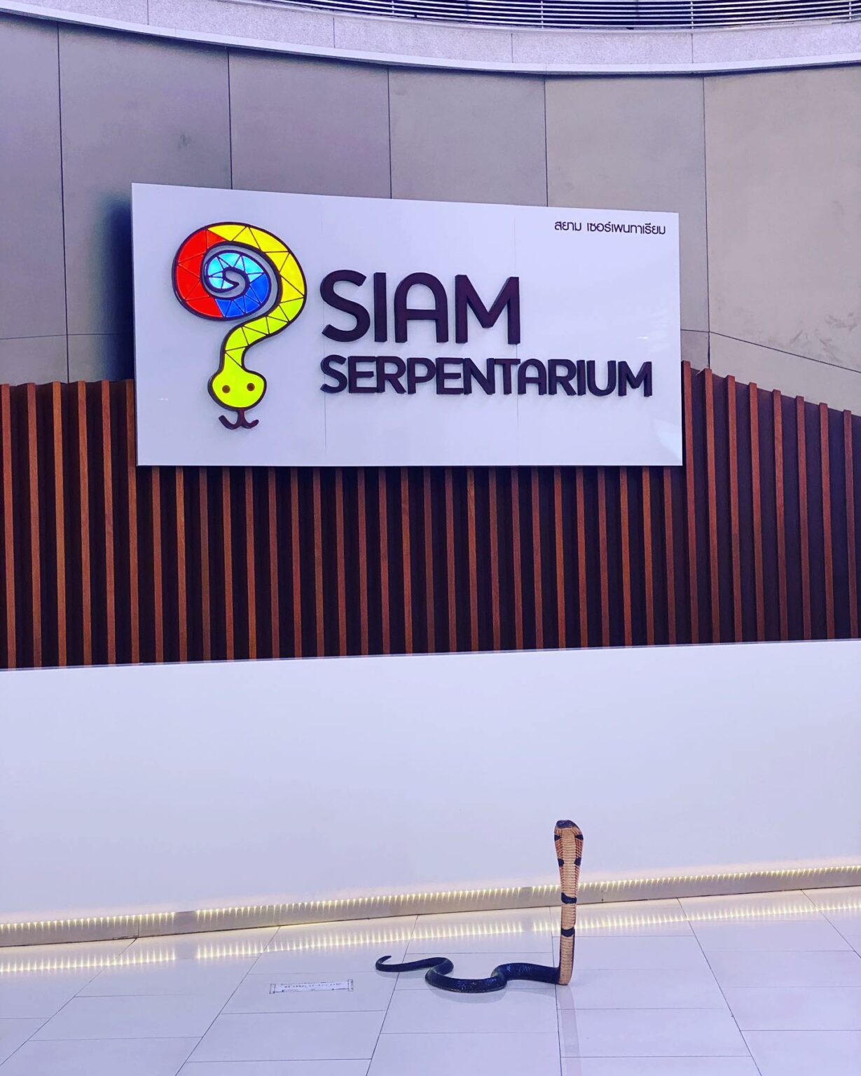Siam Serpentarium Has More Than 70 Snake Species & Cobra Shows