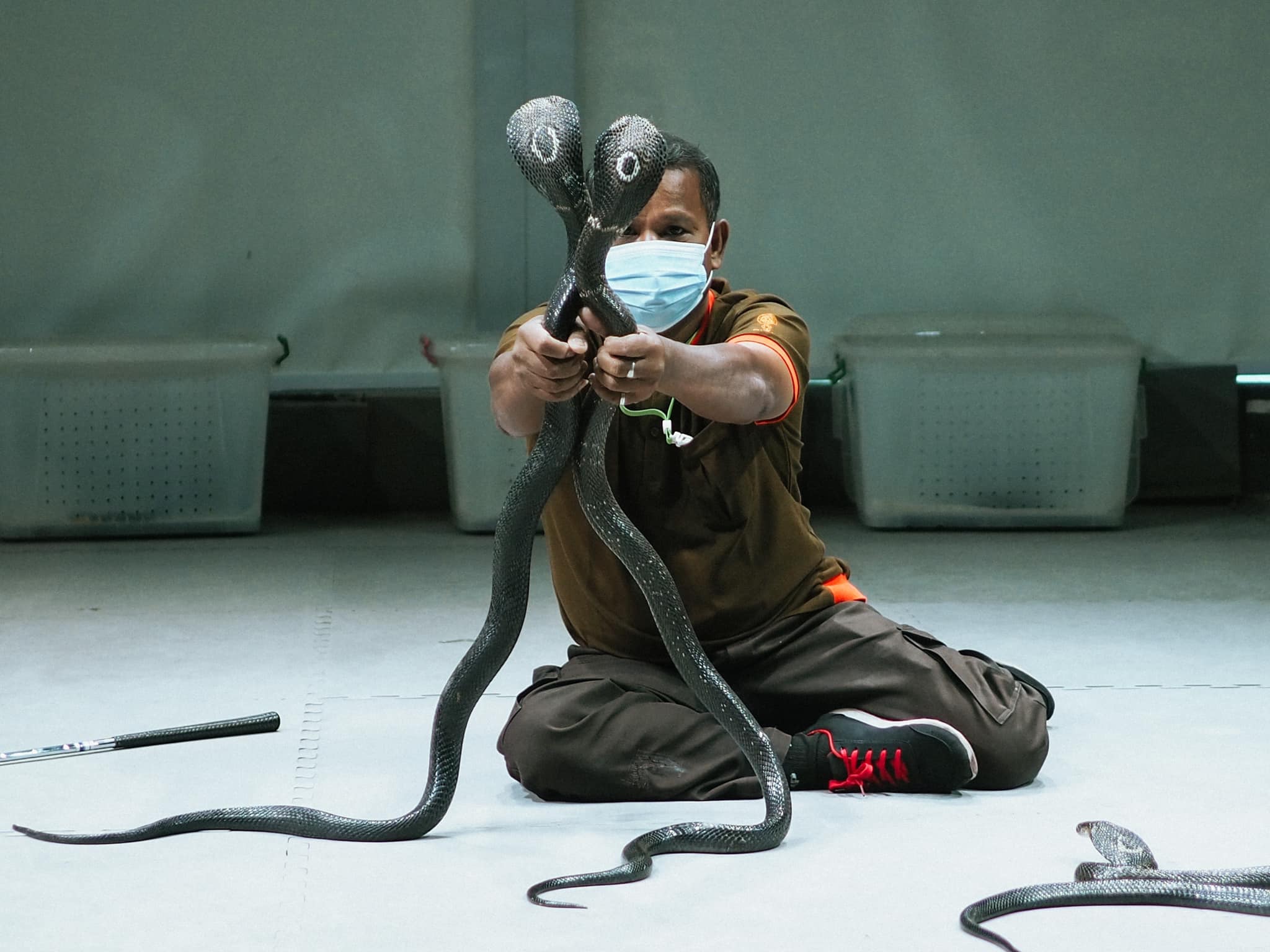 Siam Serpentarium Has More Than 70 Snake Species & Cobra Shows