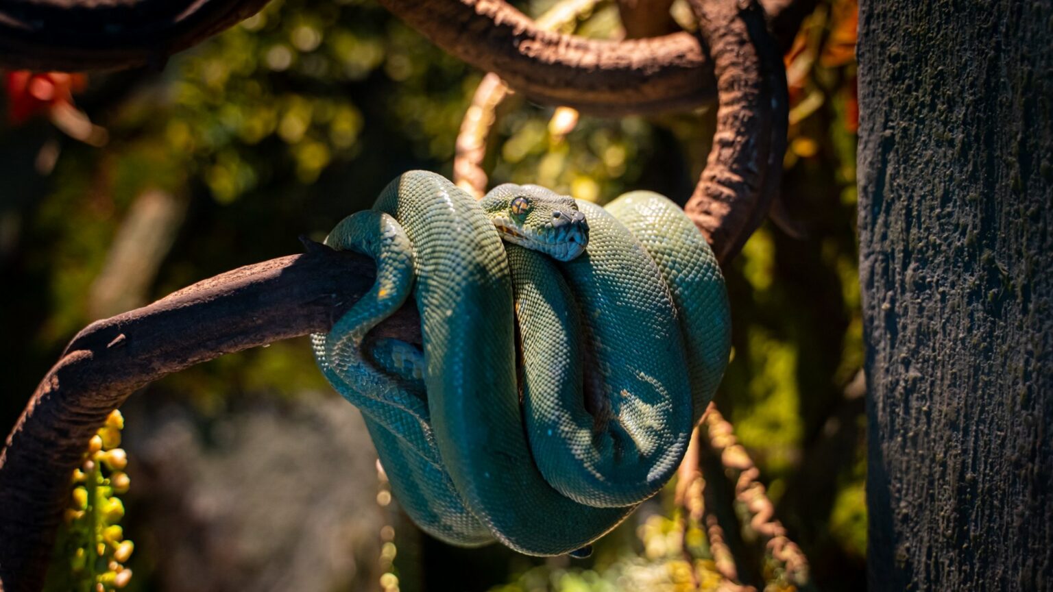Siam Serpentarium Has More Than 70 Snake Species & Cobra Shows