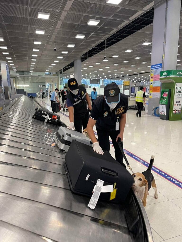 Thai Canine Unit Has 14 Cute Beagles Who Sniff Airport Bags In Bangkok