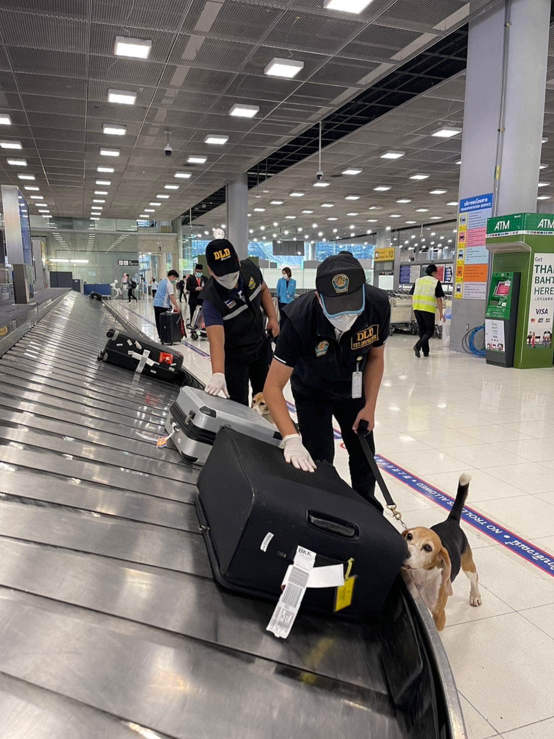 Thai Canine Unit Has 14 Cute Beagles Who Sniff Airport Bags In Bangkok