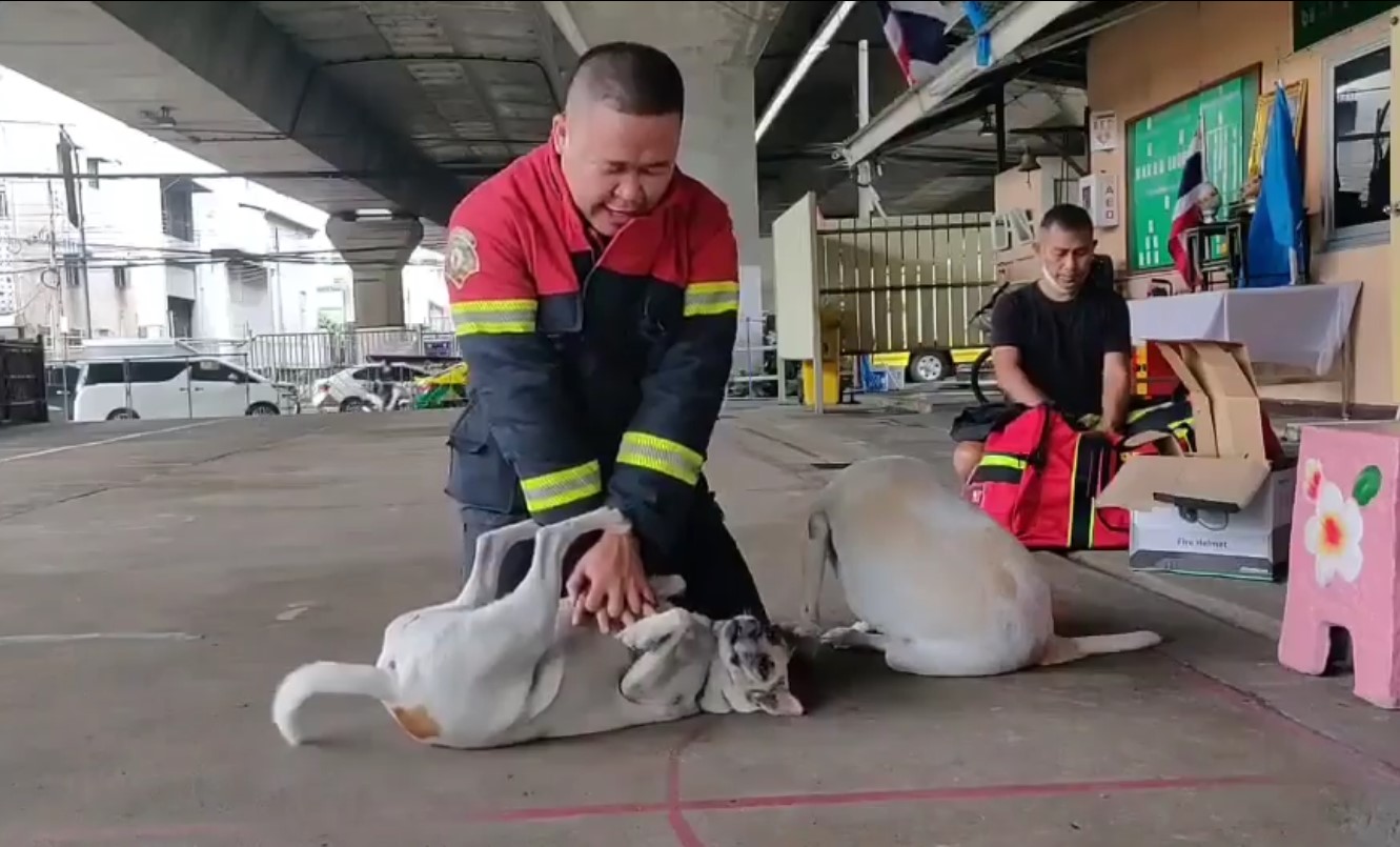 Rescuer Shows How To Do CPR On A Dog, Goes Viral For Cuteness