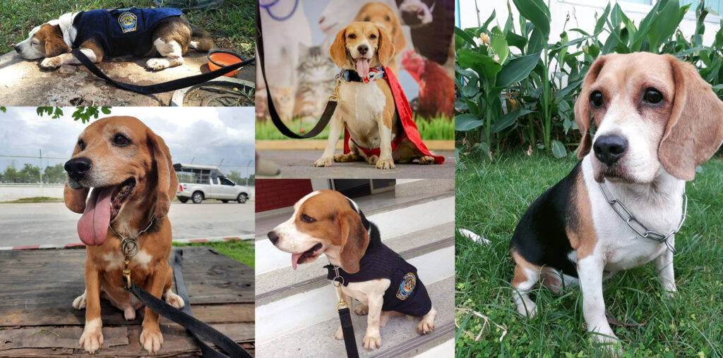 Thai Canine Unit Has 14 Cute Beagles Who Sniff Airport Bags In Bangkok