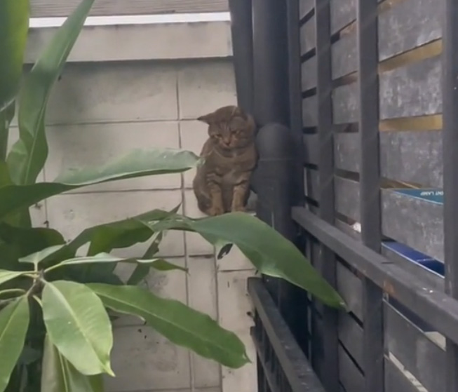 Thai Woman Gets Help From Local Stray To Find Cat