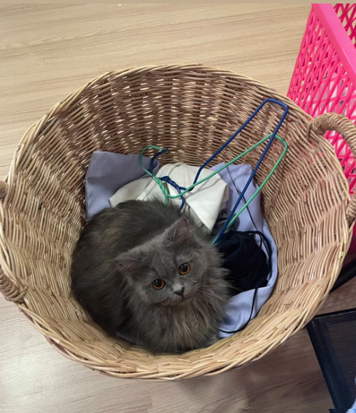 Thai Woman Gets Help From Local Stray To Find Cat