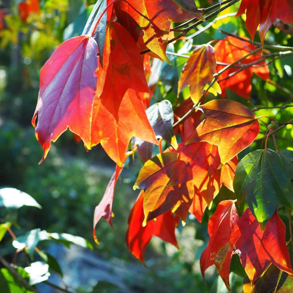 Maple Trees In Phu Kradueng Turn Red, Attracting Tourists' Attention
