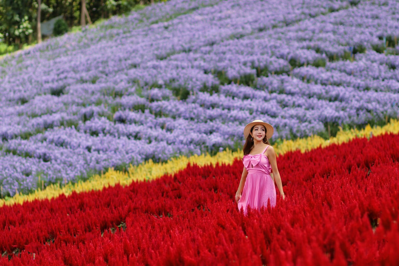 Hydrangea Cafe, Khao Kho Has Colourful Flower Fields Amid Green Hills