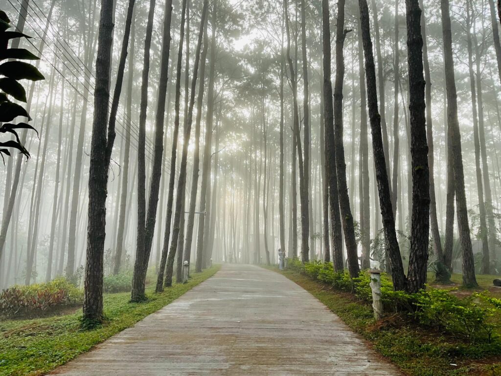 Doi Bo Luang, Chiang Mai: A-Frame Houses In A Misty Pine Forest