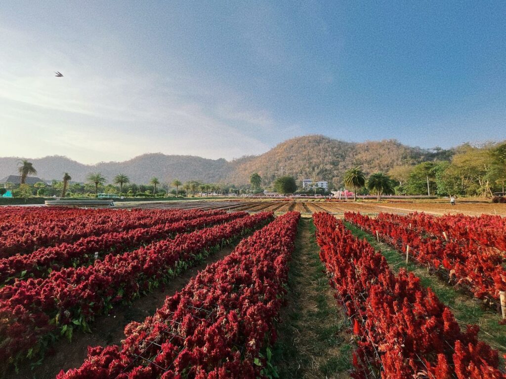 Hokkaido Flower Park Khao Yai: Colourful Gardens With Mountain Views