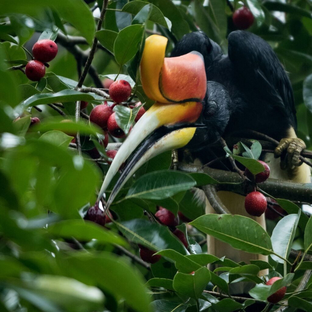 Hala Bala Forest, Yala: Wildlife, A Scenic Waterfall & A Large Lake
