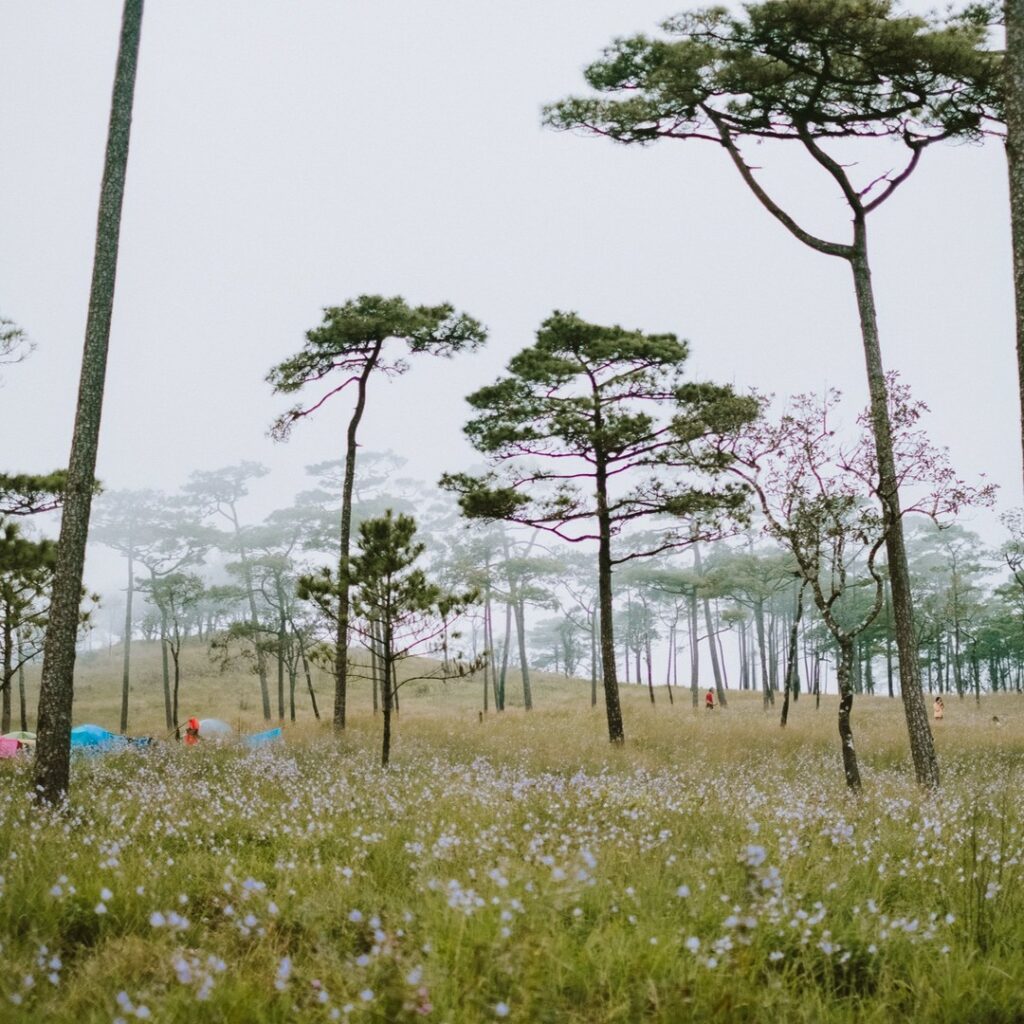 Phu Soi Dao National Park To Welcome Guests To Its Pine Yard In July