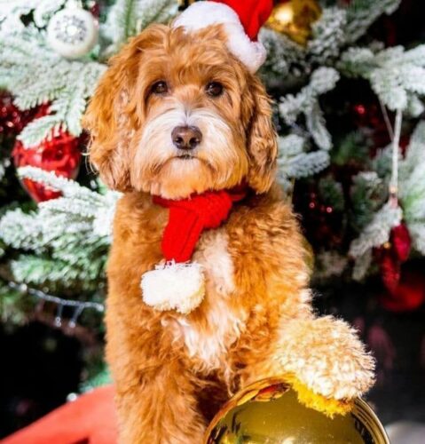 14 Adorable Pet Cafes In Bangkok - Corgis, Rabbits, Rare Pets