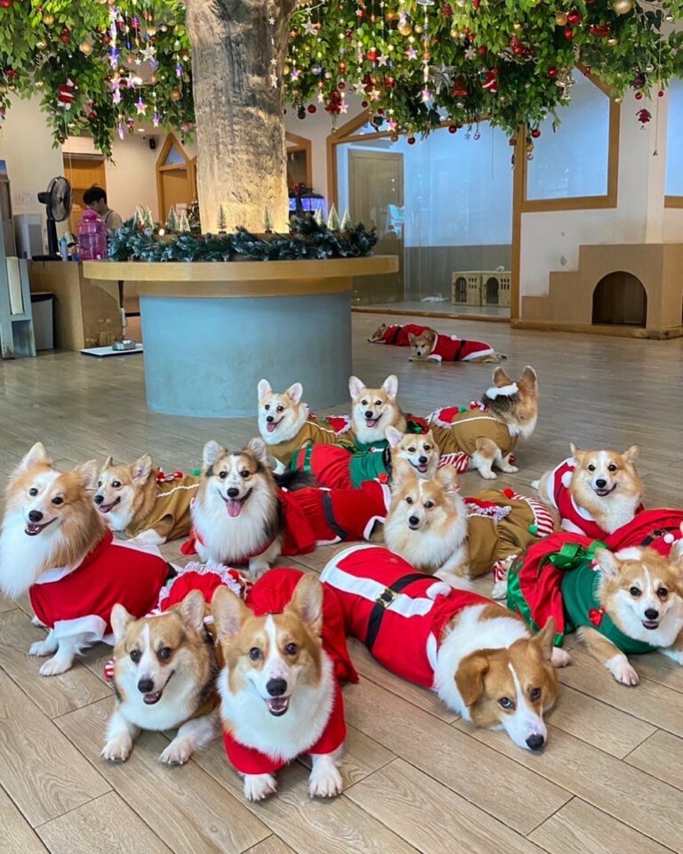 14 Adorable Pet Cafes In Bangkok - Corgis, Rabbits, Rare Pets