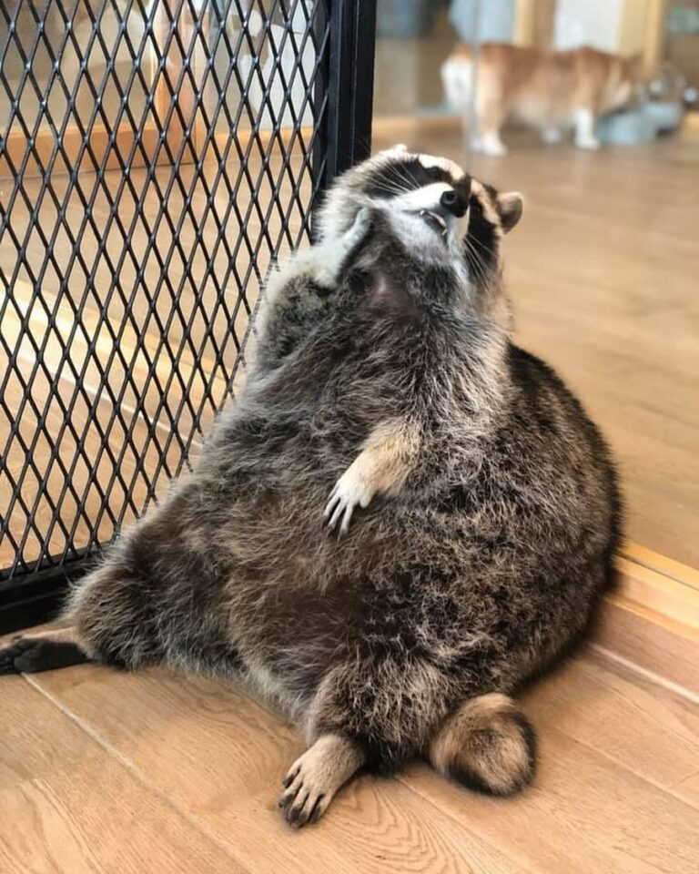 14 Adorable Pet Cafes In Bangkok - Corgis, Rabbits, Rare Pets