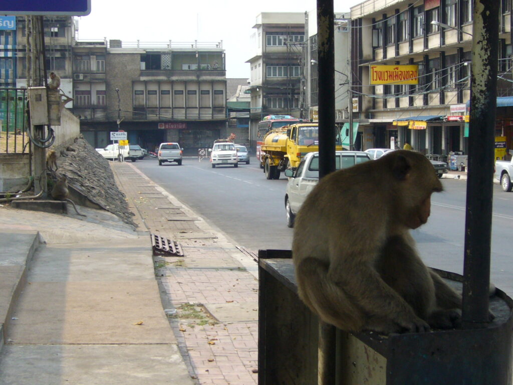 Police Try To Catch Underwear Thief Monkey In Lopburi
